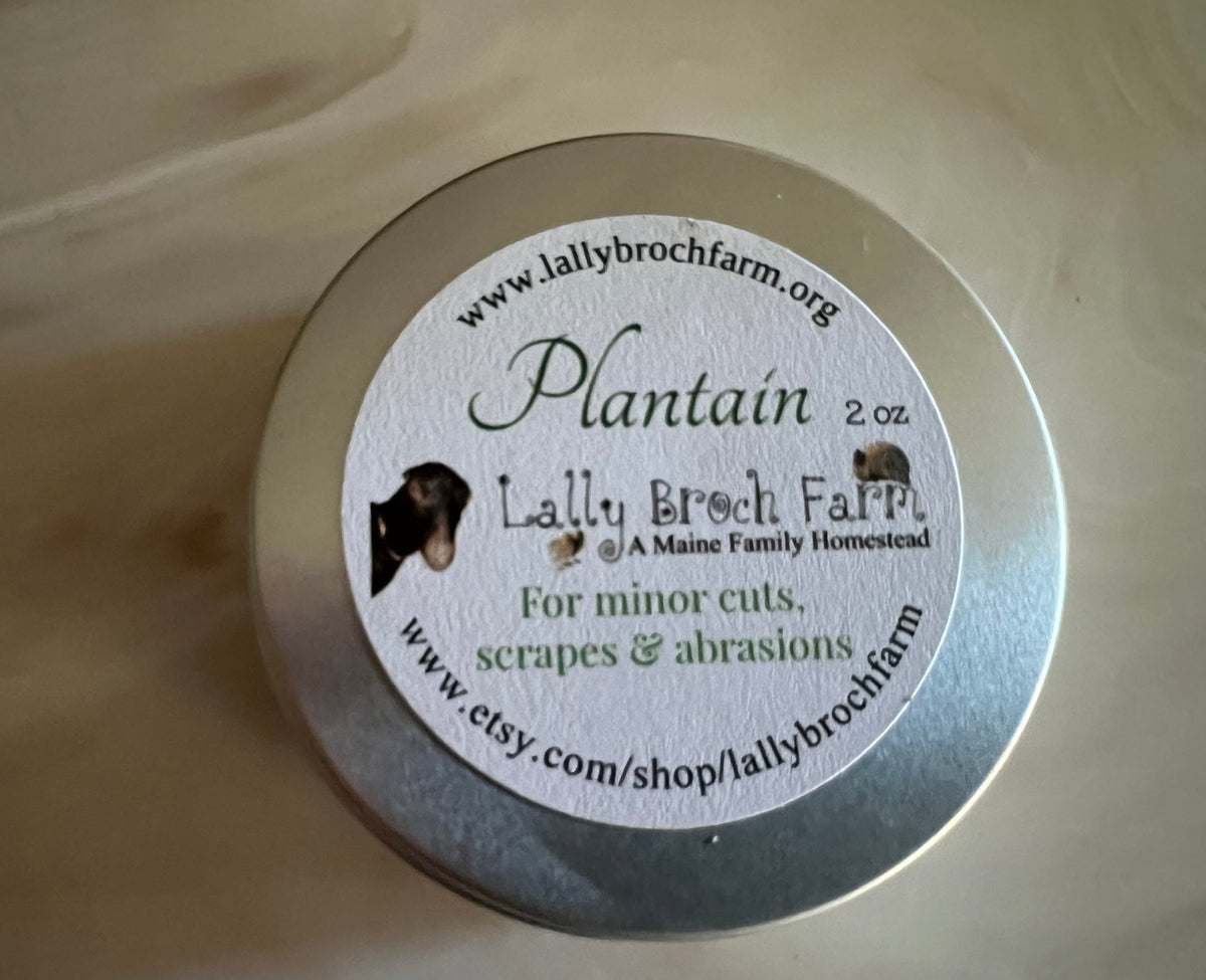 Balm Plantain – THE OLD BLUEBERRY FARM