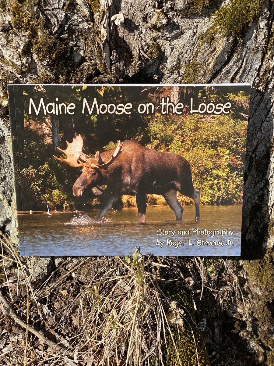 Maine Author MAINE MOOSE ON THE LOOSE by Roger L. Stevens, Jr. - The ...